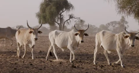 Close-up. Fulani cattle walking in the S... | Stock Video | Pond5