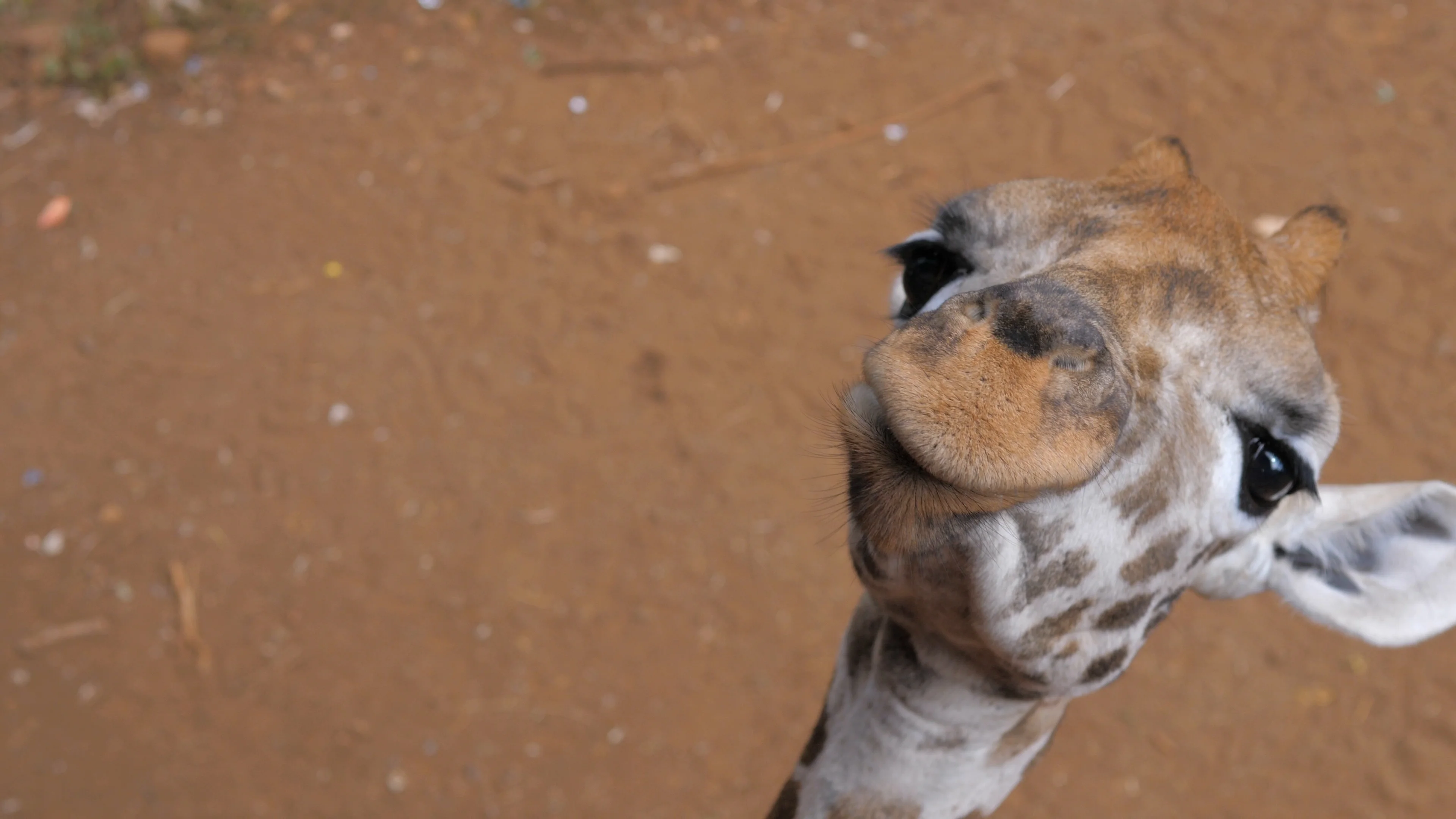 Funny Giraffe Faces