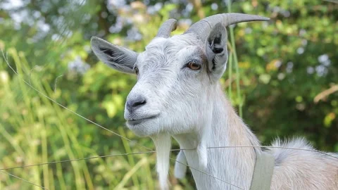 Close-up funny goat on green background.... | Stock Video | Pond5