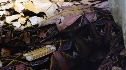 Close up of Gaboon Viper snake | Stock Video | Pond5