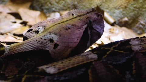 Close up of Gaboon Viper snake | Stock Video | Pond5