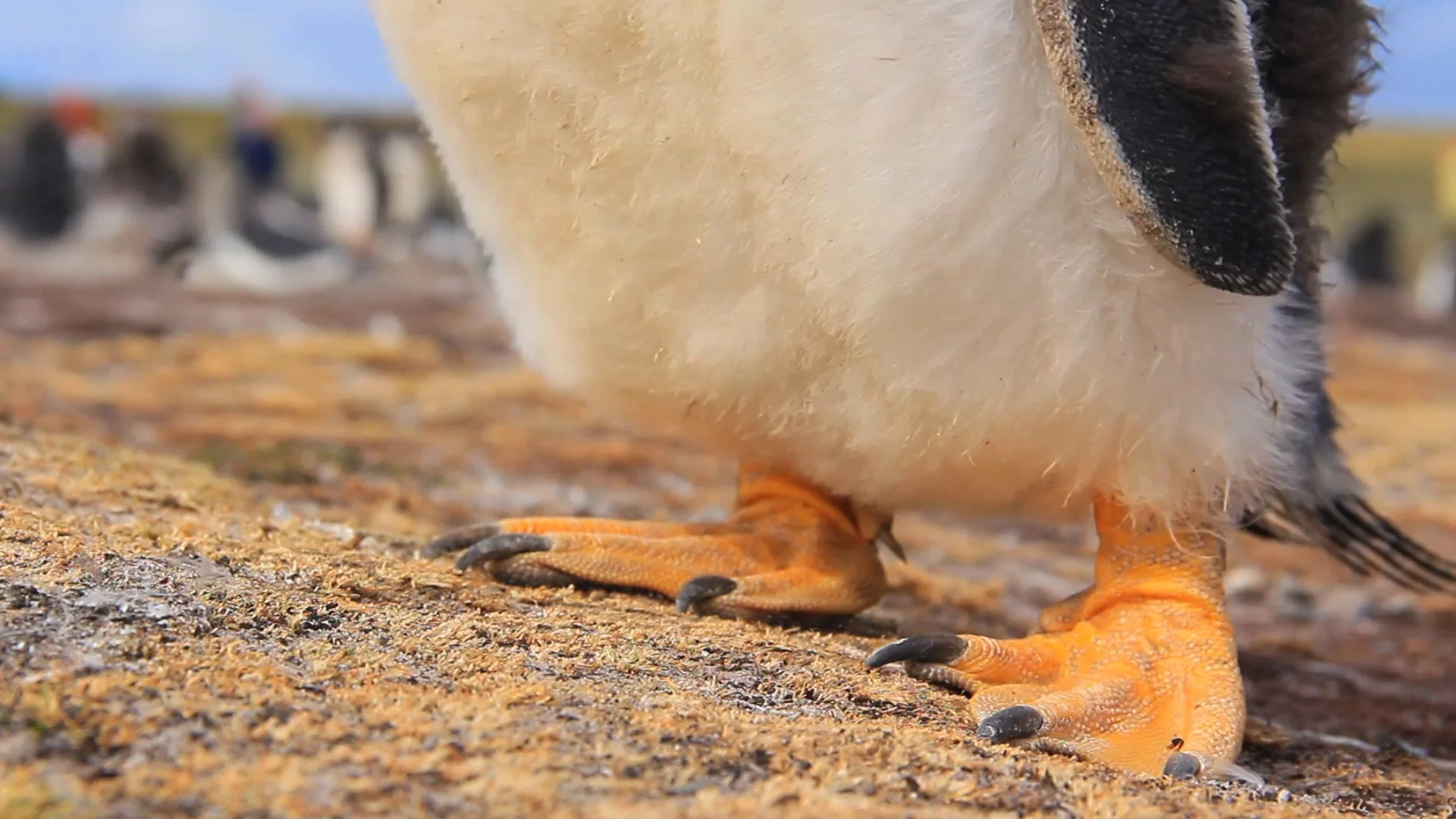 Penguin Webbed Feet Penguins Are Ducks TV Tropes