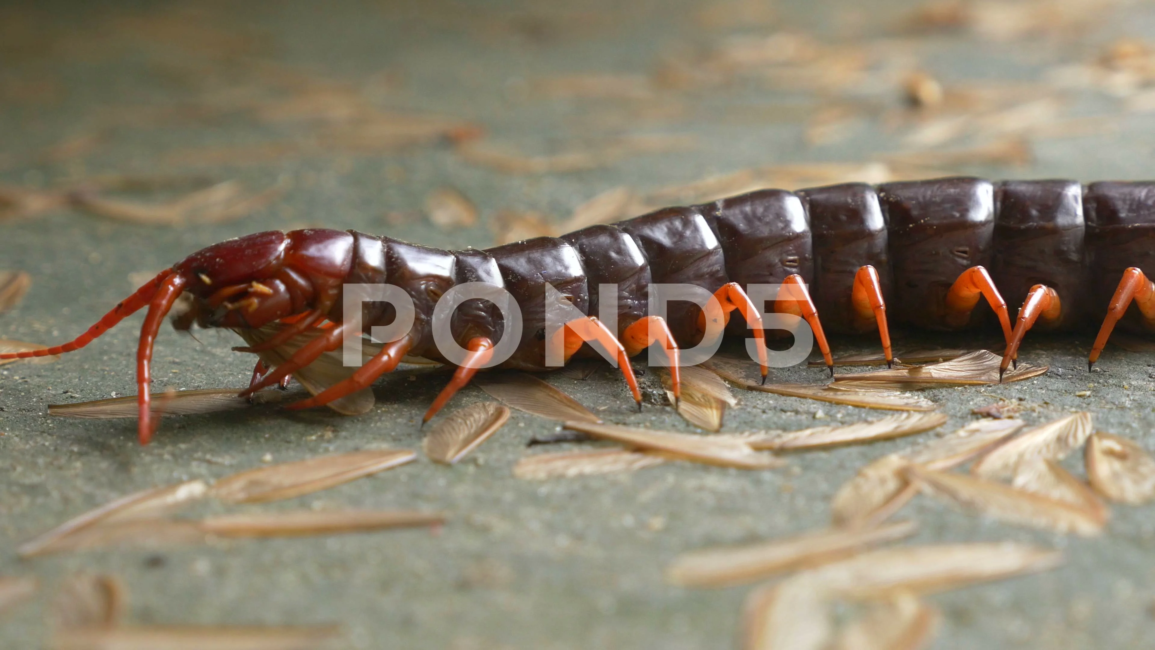 Eating Giant Centipede What Do Centipedes Eat? | Miche Pest Control