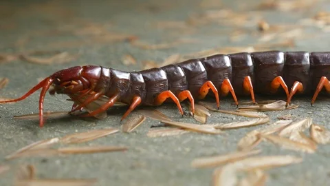 Close up giant centipede eating prey on ... | Stock Video | Pond5