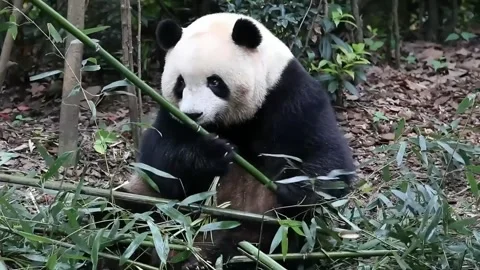 Close up Giant Panda in Chengdu Panda Ba... | Stock Video | Pond5