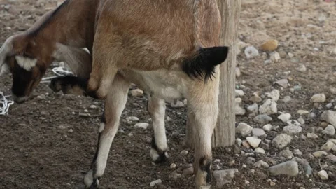 Close up of goats butt with its tail up.... | Stock Video | Pond5