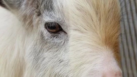 Close-Up of Goat's Eye and Fur Texture | Stock Video | Pond5
