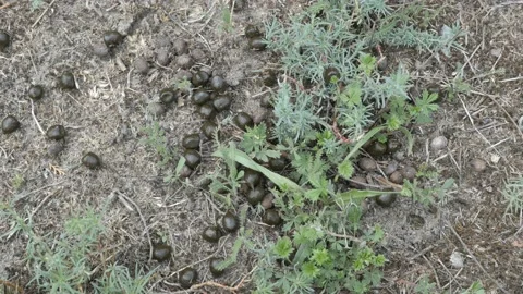 Pooping Close Up Stock Videos – Royalty-Free HD & 4K Videos