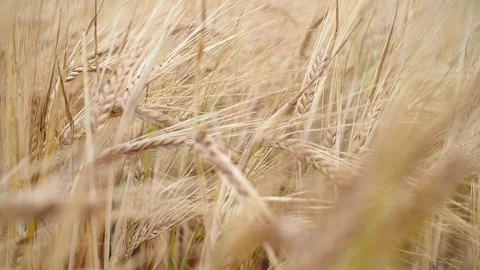 Close up of golden rye sprouts swaying i... | Stock Video | Pond5