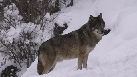 Wolf Stock Video Footage | Royalty Free Wolf Videos | Pond5