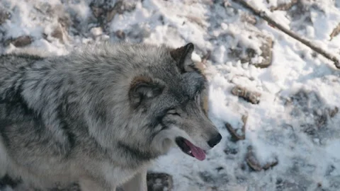 Close Up Of Gray Wolf Yawning In Parc Om... | Stock Video | Pond5