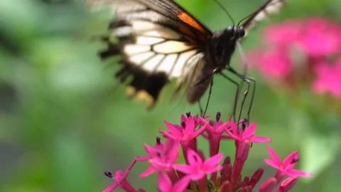 Butterfly Close Up Stock Video Footage | Royalty Free Butterfly Close ...
