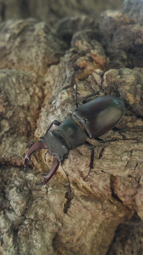 Moving Tree Media Stock Videos – Royalty-Free HD & 4K Videos