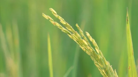 Paddy Plant Stock Video Footage | Royalty Free Paddy Plant Videos | Pond5