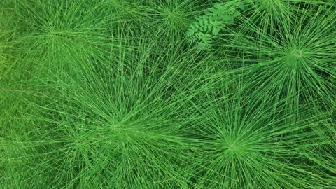 Beautiful Inception Stock Videos – Royalty-Free HD & 4K Videos