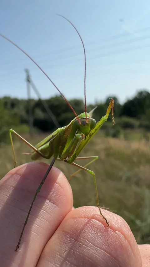 3 Finger Pray Stock Videos – Royalty-Free HD & 4K Videos | Pond5