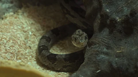 Close-up of Grey Corn Snake (Pantherophi... | Stock Video | Pond5