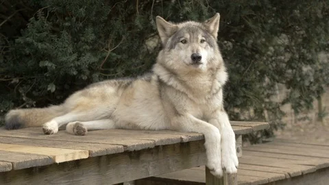 Close Up of a Grey Wolf Laying Down and ... | Stock Video | Pond5
