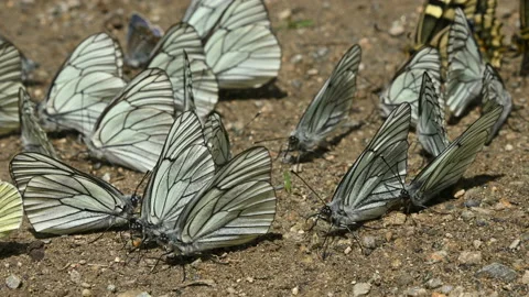 Absorb In Stock Footage ~ Royalty Free Stock Videos | Pond5