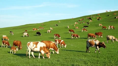 Bulls Mating Cows Up Close Stock Videos – Royalty-Free HD & 4K Videos