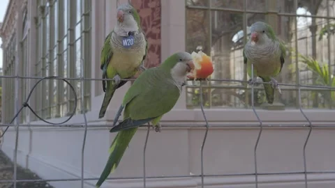 Fence Group Stock Videos – Royalty-Free HD & 4K Videos