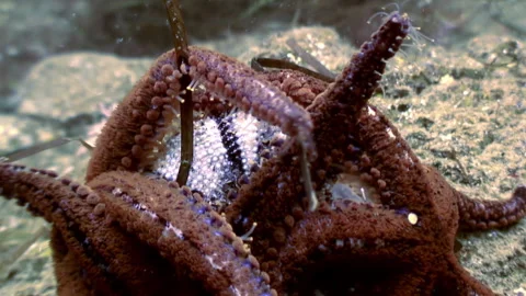Close-up group of starfish preys on sea ... | Stock Video | Pond5