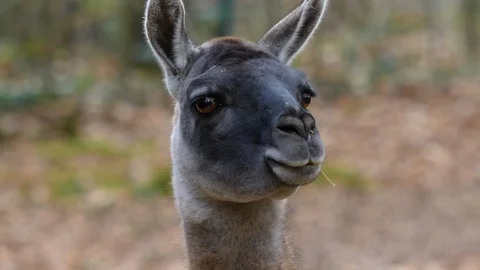 Close up of guanaco head | Stock Video | Pond5