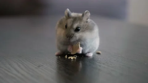 Hamster Videos F Stock Videos – Royalty-Free HD & 4K Videos