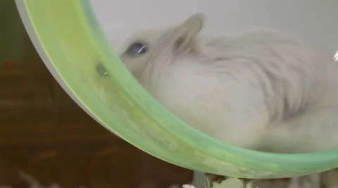Hamster Wheel Stock Video Footage | Royalty Free Hamster Wheel Videos ...