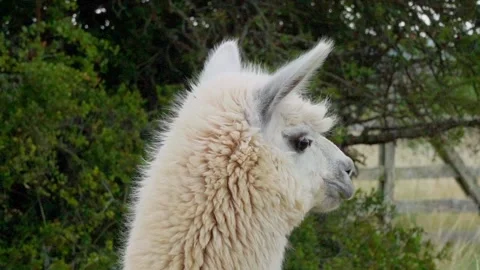 Close up of a happy alpaca standing in f... | Stock Video | Pond5