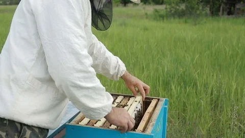 Close Up Of Hardworking Bees On Hive | Stock Video | Pond5