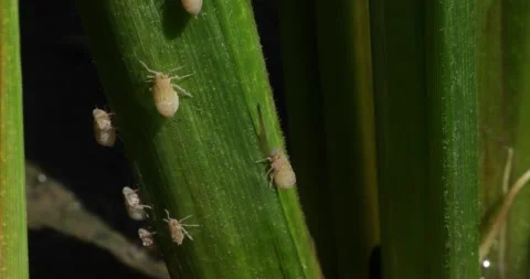 Close up of harmful insects on rice plan... | Stock Video | Pond5