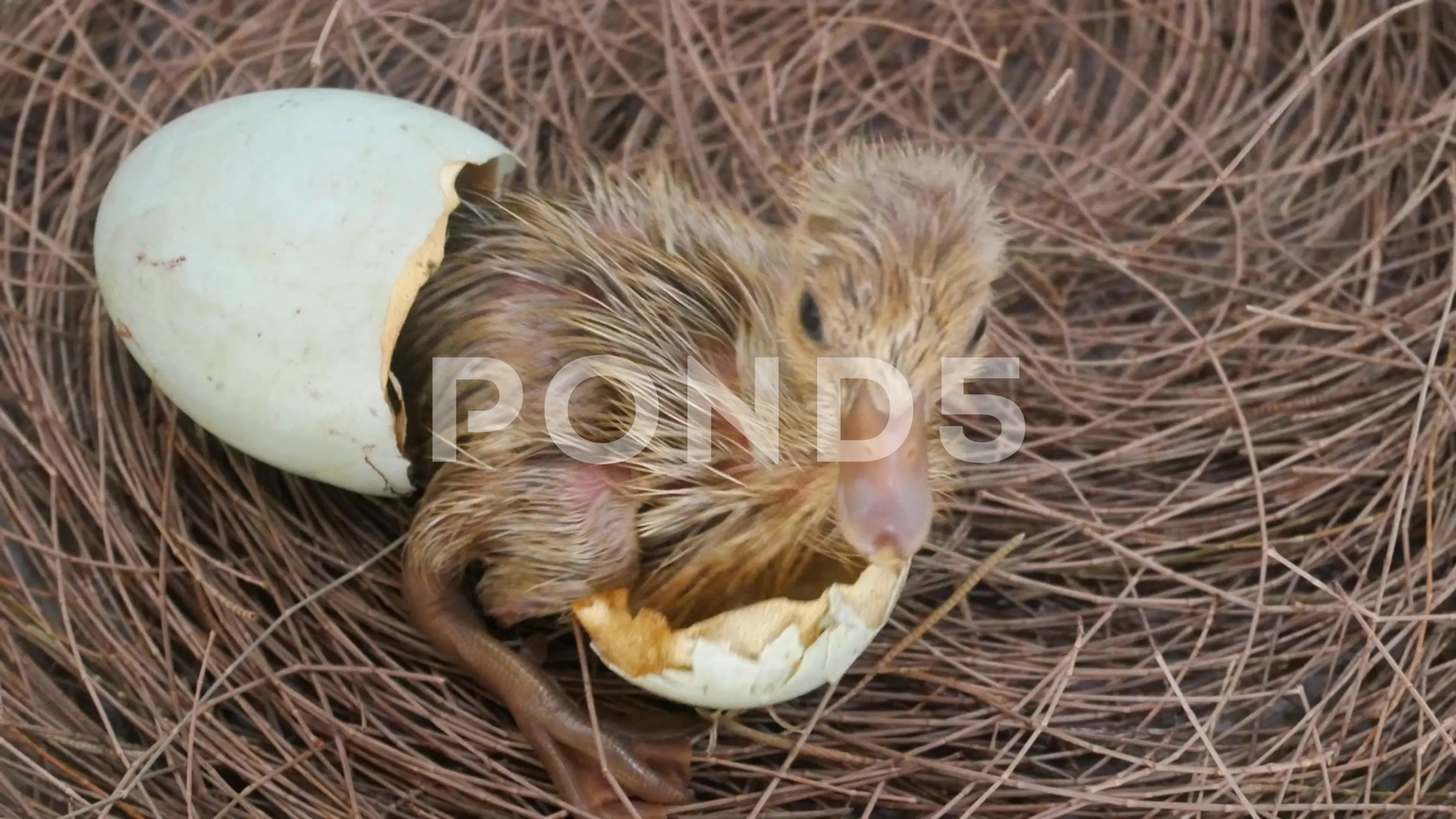 Images Of Baby Ducks Excited For Our New Baby Ducks From Metzer Farms