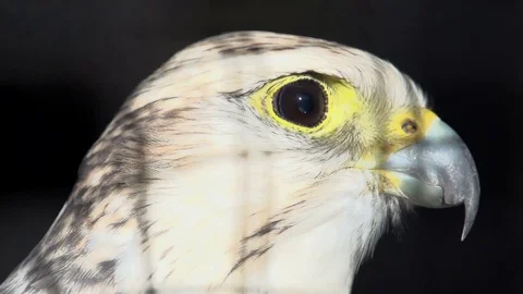 close up of hawk bird looking arround. w... | Stock Video | Pond5