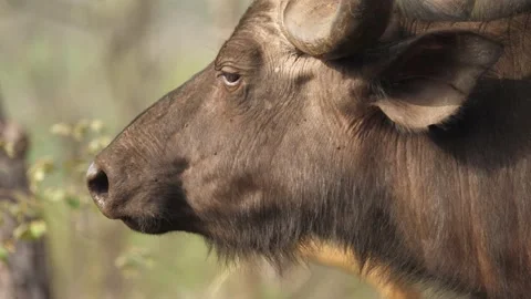 Close-up of the head of an African buffa... | Stock Video | Pond5