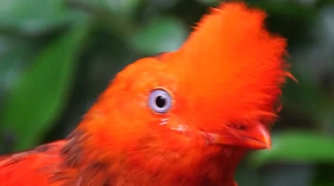 Head In Rock Stock Videos – Royalty-Free HD & 4K Videos