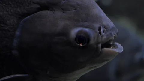 Fish Big Head Stock Videos – Royalty-Free HD & 4K Videos | Pond5