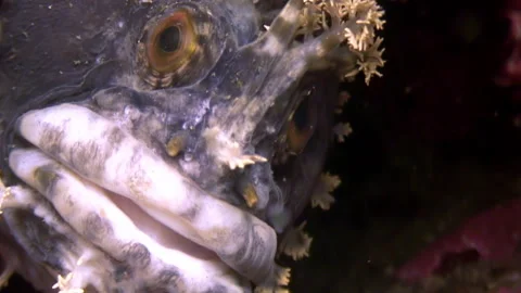 Japan Hairy Stock Videos – Royalty-Free HD & 4K Videos | Pond5