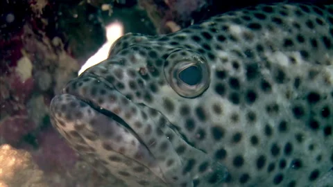 Close-up head of live fish Grouper with ... | Stock Video | Pond5