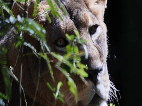 Close up Head of the tiger, turn face | Stock Video | Pond5
