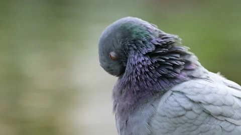 Pigeon Head People Stock Videos – Royalty-Free HD & 4K Videos | Pond5