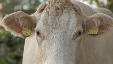 Close-up of healthy dairy cow in eco far... | Stock Video | Pond5