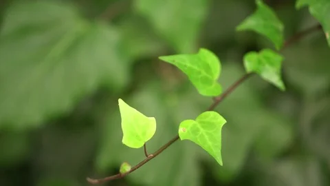 Close up hedera helix branch with leaves... | Stock Video | Pond5