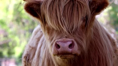 Close up of highland cow face with long ... | Stock Video | Pond5