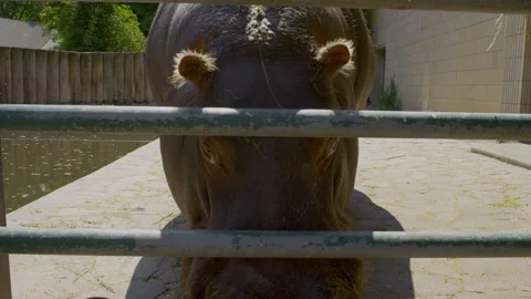 Jail Bars Closing Stock Video Footage | Royalty Free Jail Bars Closing ...