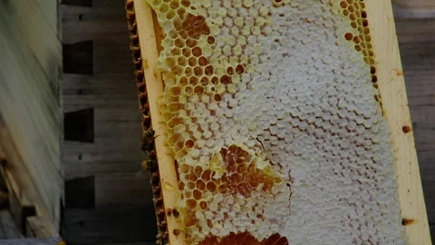 Close up of honey holder or screen full ... | Stock Video | Pond5