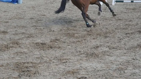 Horse Feet Stock Video Footage | Royalty Free Horse Feet Videos | Pond5