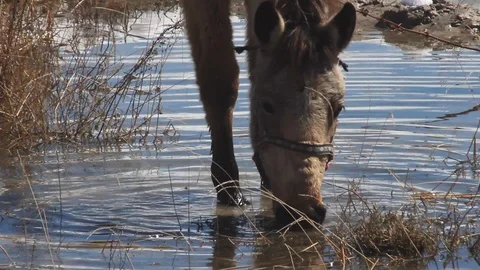 Horses Drinking Water Stock Videos – Royalty-Free HD & 4K Videos | Page 3