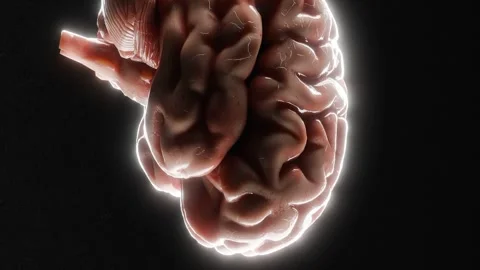 Close-up of human brain isolated on blac... | Stock Video | Pond5