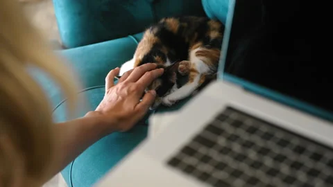Cat Closing Computer Stock Videos – Royalty-Free HD & 4K Videos | Pond5